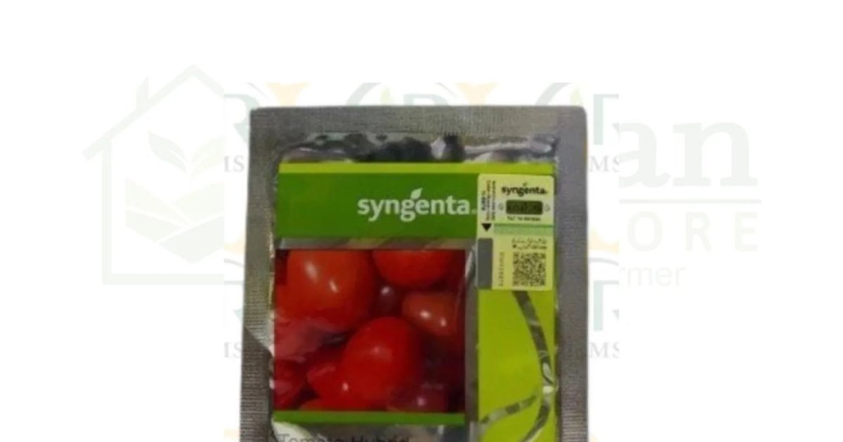 Tomato Hybrid TAI 1156 3000 Seeds F1 Syngenta Pakistan Limited | Buy ...